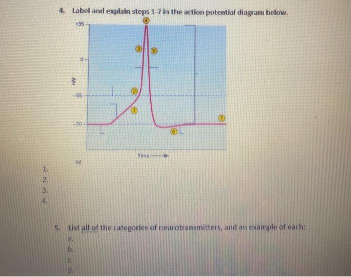 Solved 4. Label and explain steps 1-7 in the action | Chegg.com