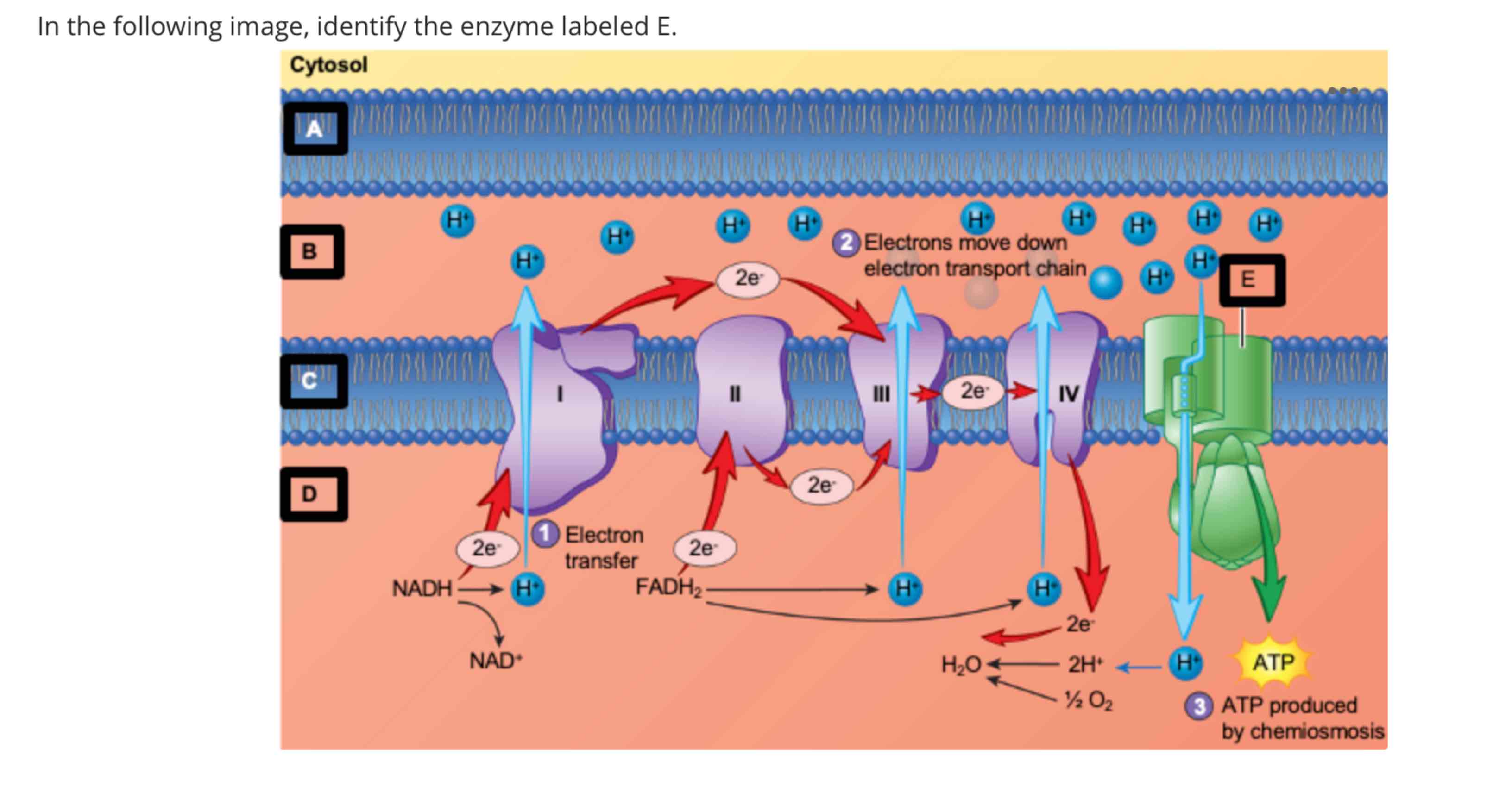 Solved In the following image, identify the enzyme labeled | Chegg.com