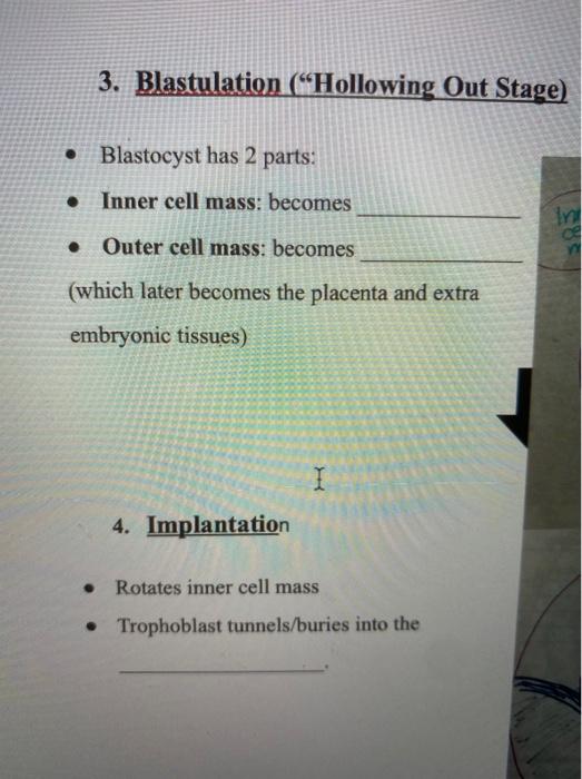 Solved 2. Morulation (“Cleavage” Stage) • A lot of (cell | Chegg.com