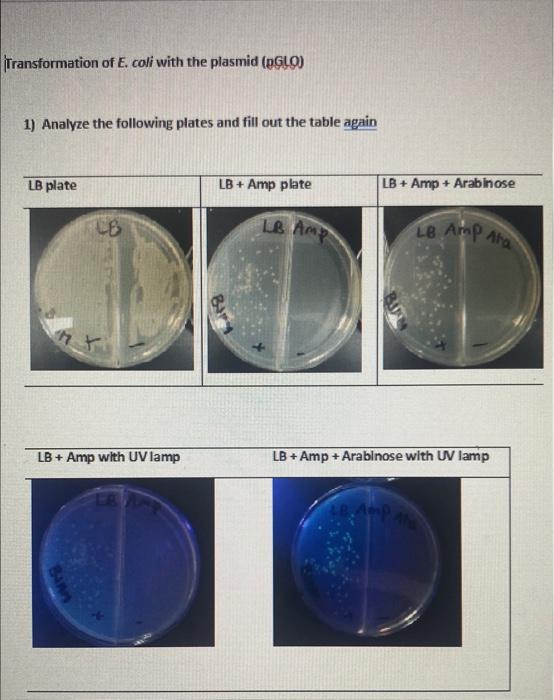 Solved IIransformation of E. coli with the plasmid (gGto) 1) | Chegg.com
