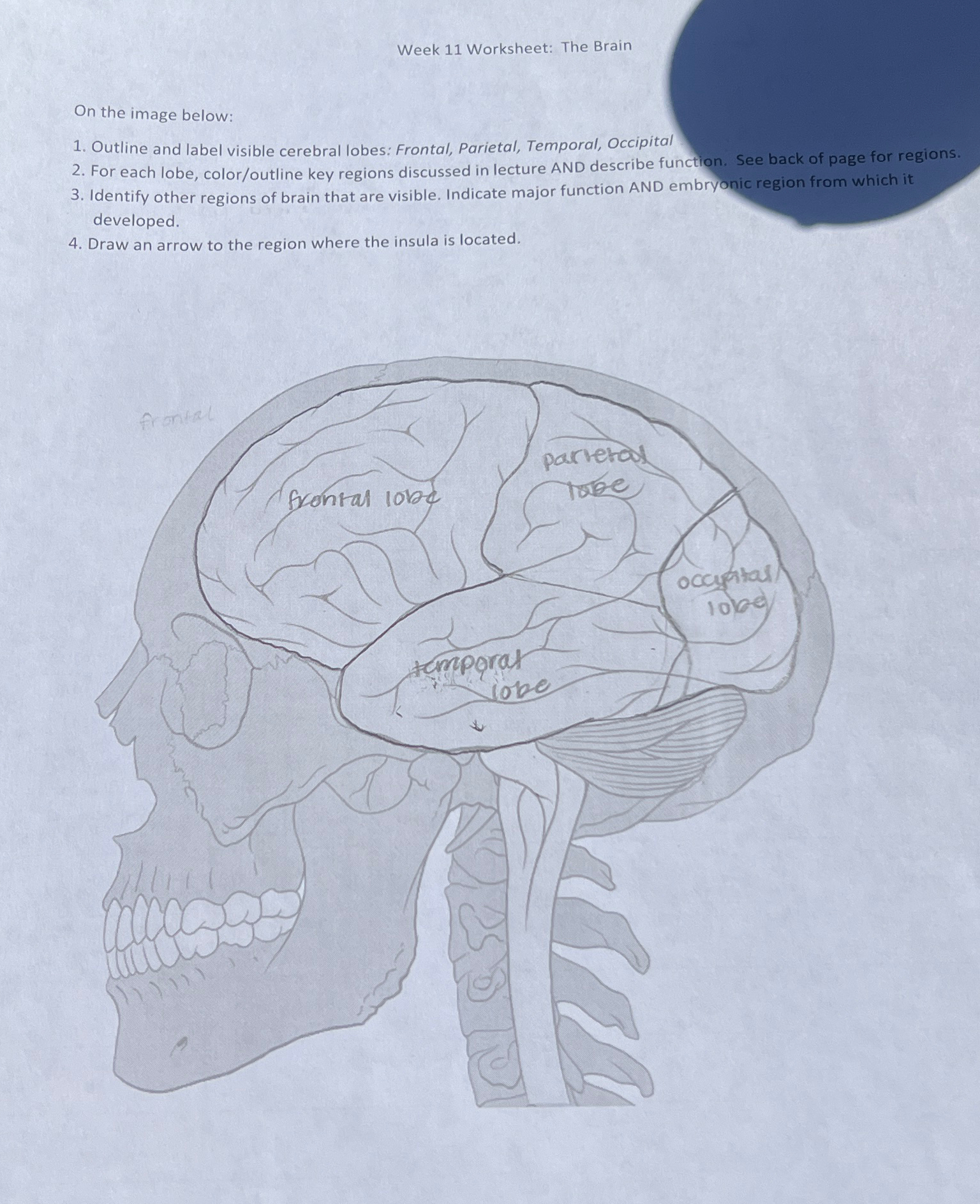 Solved pls help with the labeling and rheir functions | Chegg.com