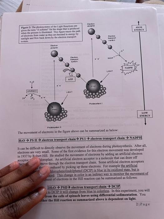 Solved Amino Lab 6 - Hill Reaction and Photosynthesis Prior | Chegg.com
