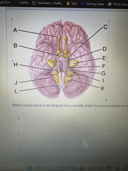 Solved Which cranial nerve in the diagram has a somatic | Chegg.com