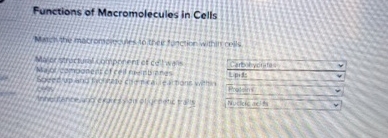 Solved Functions of Macromolecules in Cells folling | Chegg.com