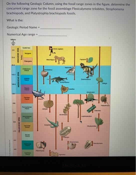 Solved On the following Geologic Column, using the fossil | Chegg.com