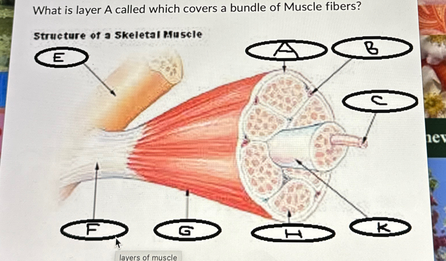 Solved What is layer A called which covers a bundle of | Chegg.com