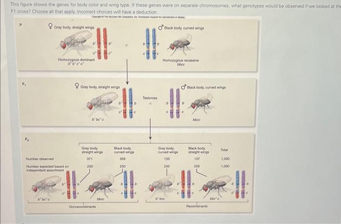 Solved This figure shows the genes for body color and wing | Chegg.com