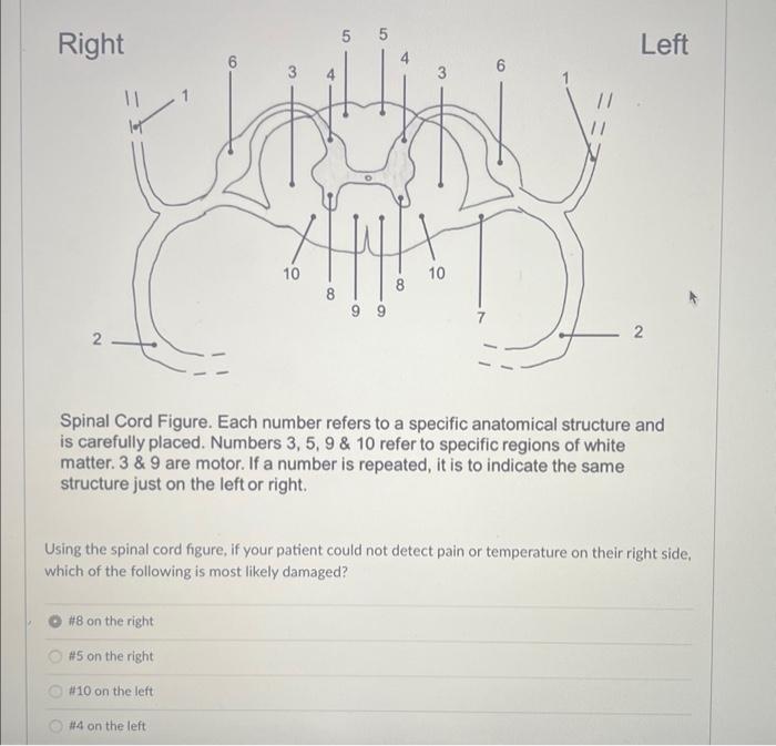 Solved Spinal Cord Figure. Each number refers to a specific | Chegg.com