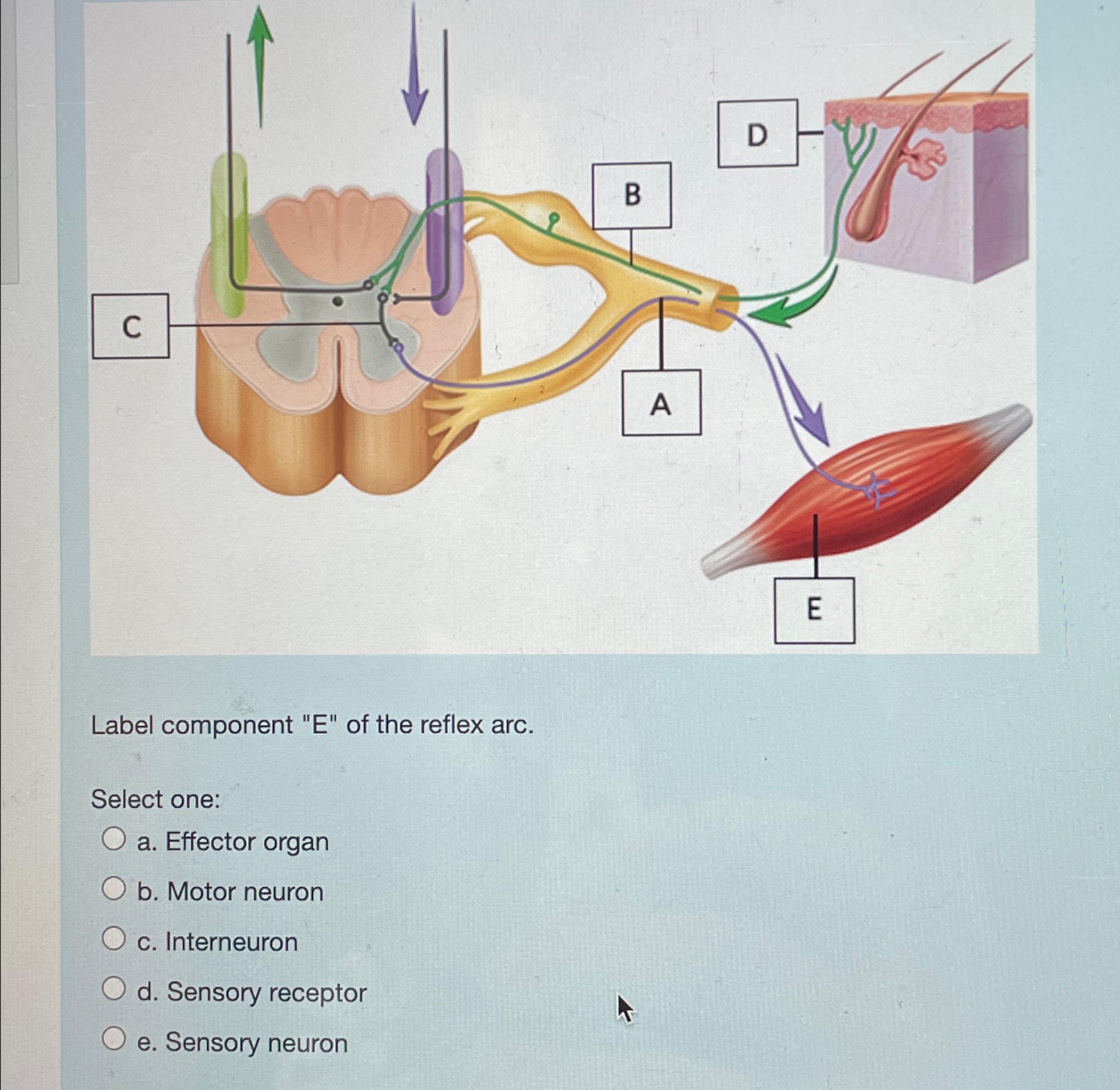 Solved Label component " E " ﻿of the reflex arc.Select | Chegg.com