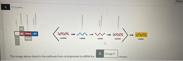 Solved The image above depicts the pathway from viral genome | Chegg.com