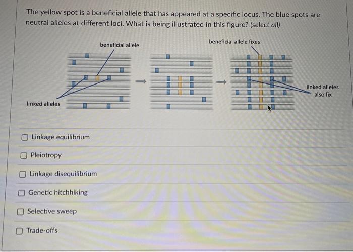 Solved The yellow spot is a beneficial allele that has | Chegg.com