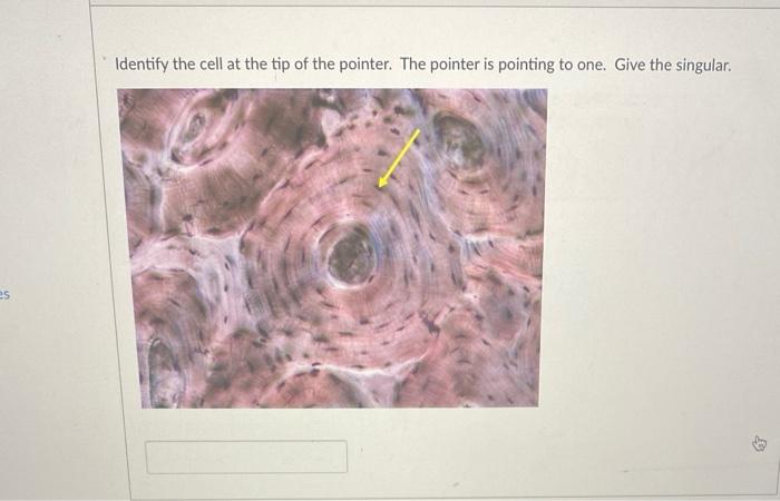 Solved Identify the cell at the tip of the pointer. The | Chegg.com