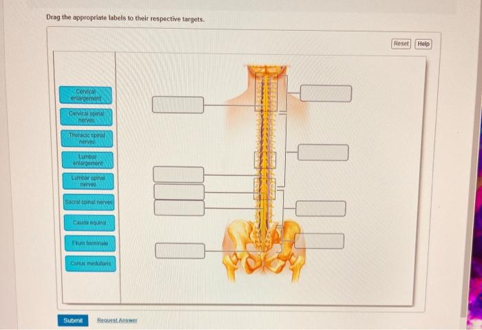 Solved Part A Drag the appropriate labels to their | Chegg.com