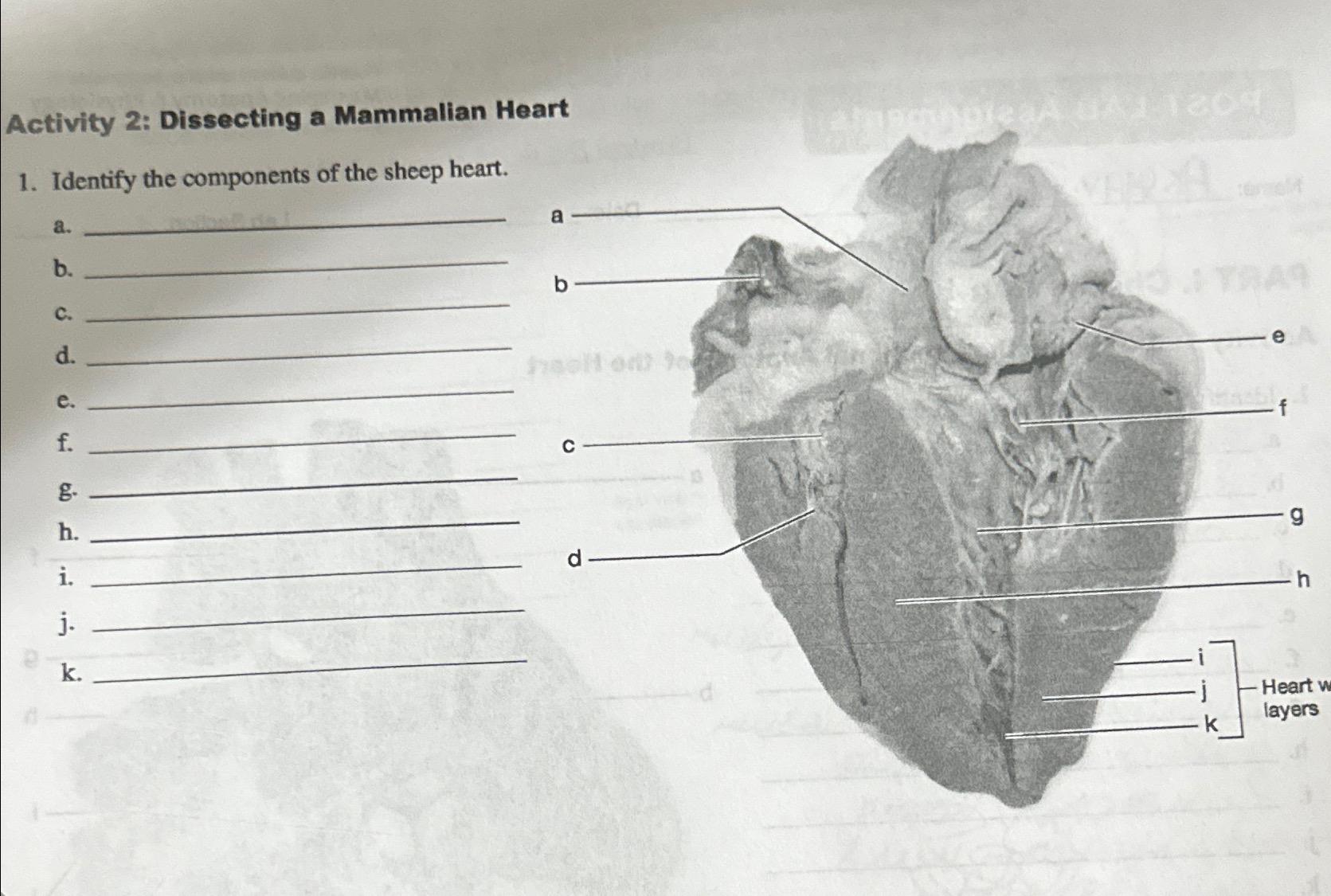 Solved Activity 2: Dissecting a Mammalian HeartIdentify the | Chegg.com