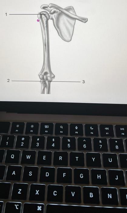 Solved 9 the fgure, identisy each type of synovial joint | Chegg.com