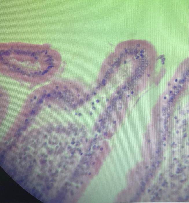 Solved 1. name the tissue type identical by the pointer tip | Chegg.com