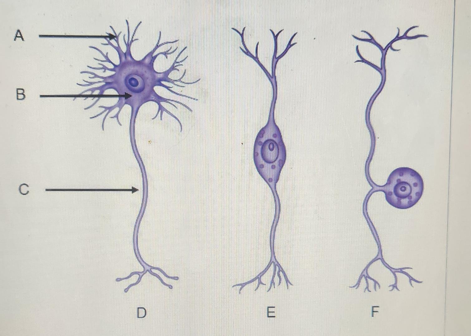 Solved Match The Following Dendrites Multipolar Neuron Cell