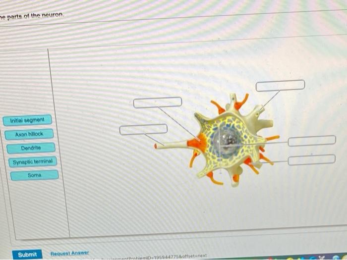Solved he parts of the neuron Initial segment S Axon hillock | Chegg.com