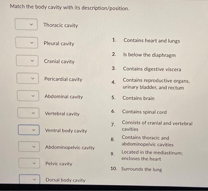 Solved Match the body cavity with its description/position. | Chegg.com
