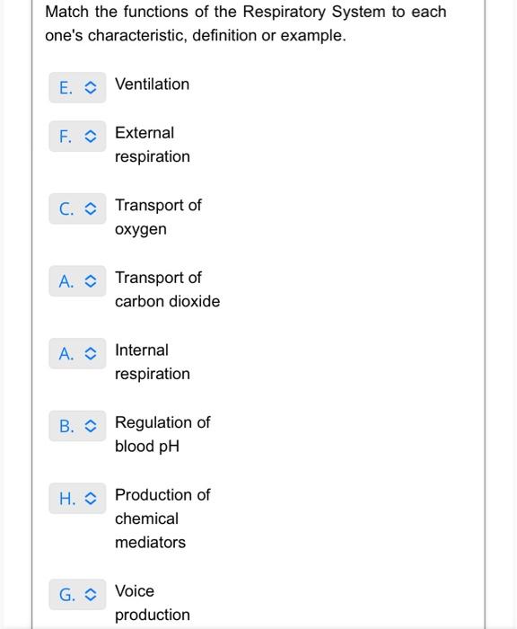 Solved Match the functions of the Respiratory System to each | Chegg.com