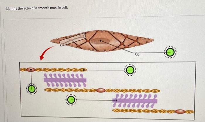 Solved Identify the actin of a smooth muscle cell. HARE | Chegg.com