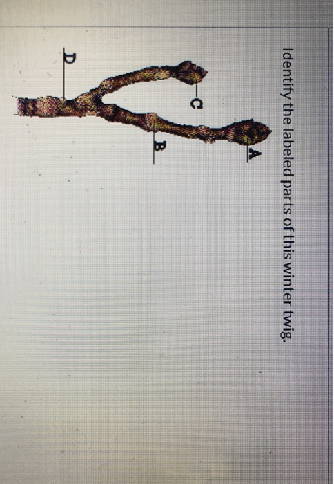 Solved Identify the labeled parts of this winter twig. C B D | Chegg.com