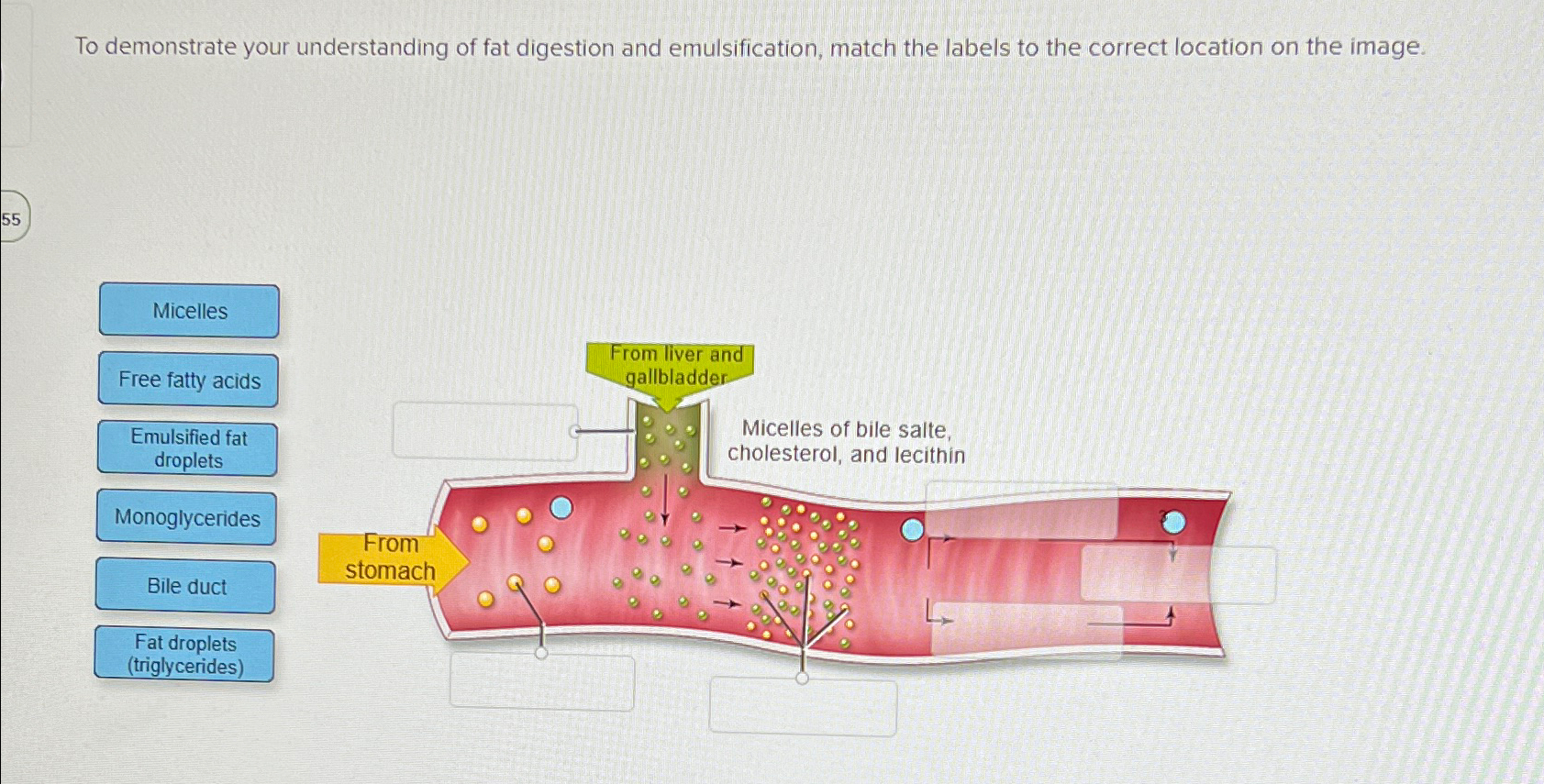 Solved To demonstrate your understanding of fat digestion | Chegg.com