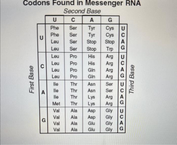 Solved Codons Found in Messenger RNA | Chegg.com