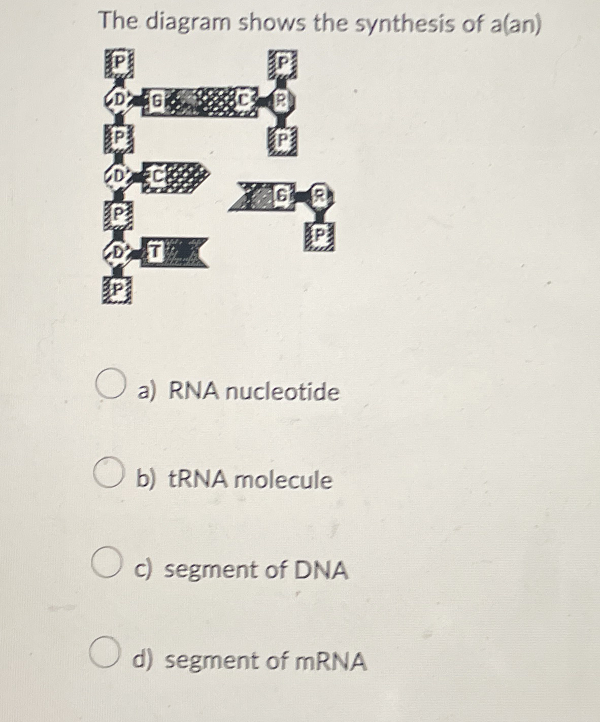 The diagram shows the synthesis of a(an)a) ﻿RNA | Chegg.com