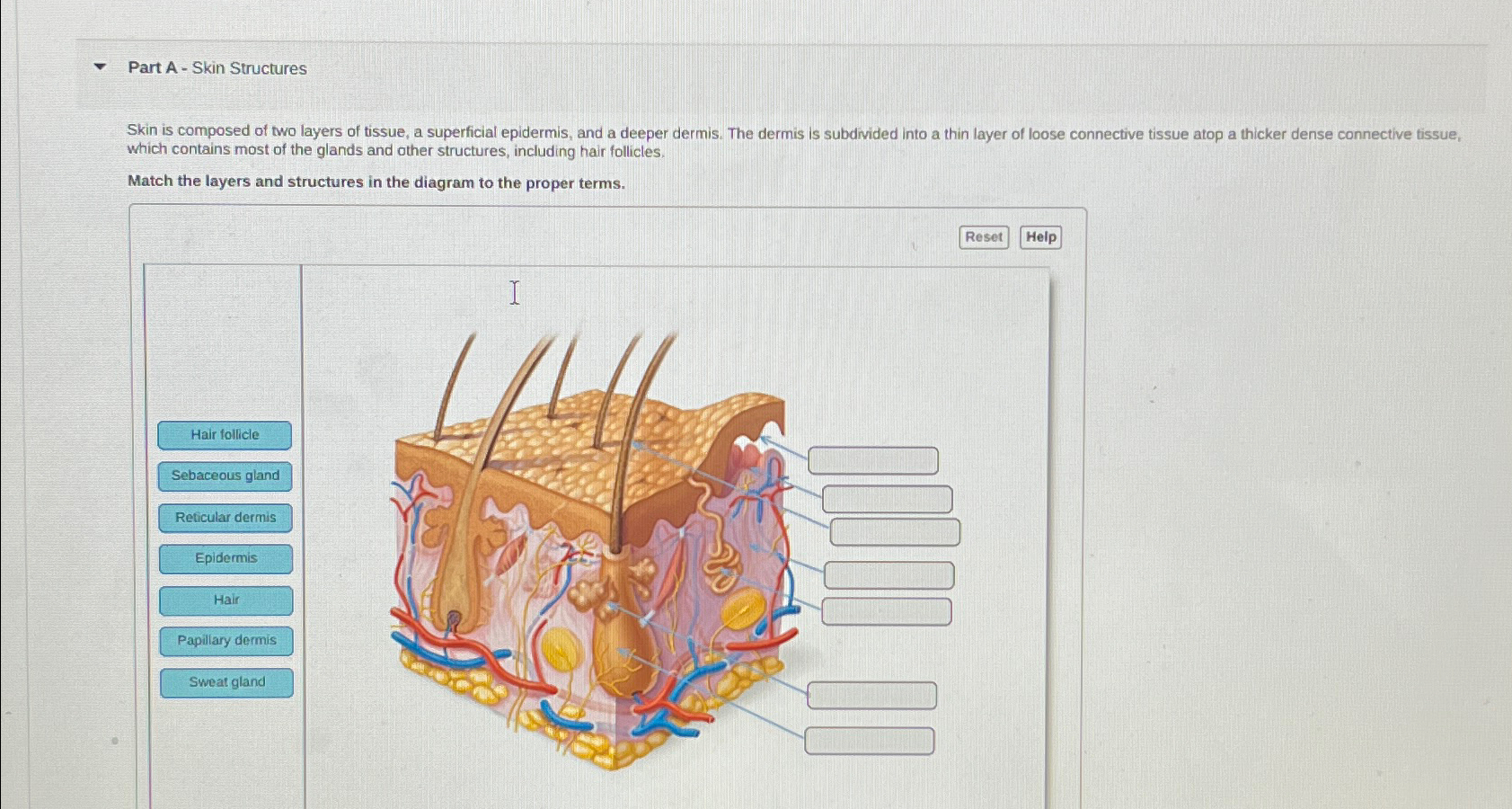 Solved Part A - ﻿Skin StructuresSkin is composed of two | Chegg.com