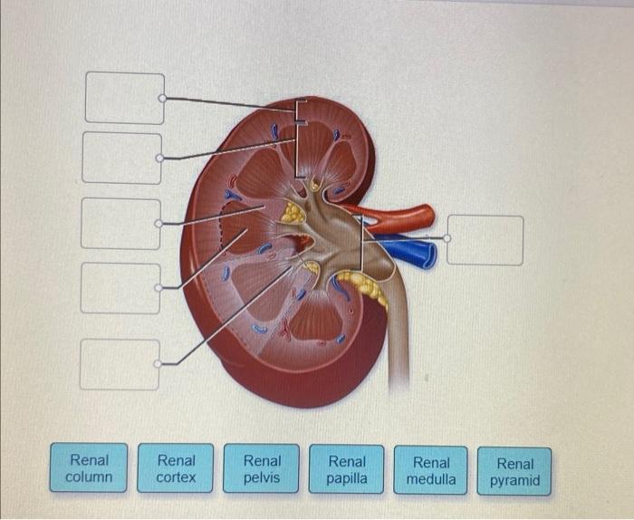 Solved Label the structures of the kidney Renal column | Chegg.com