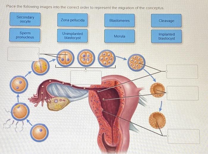Solved Place the following images into the correct order to | Chegg.com