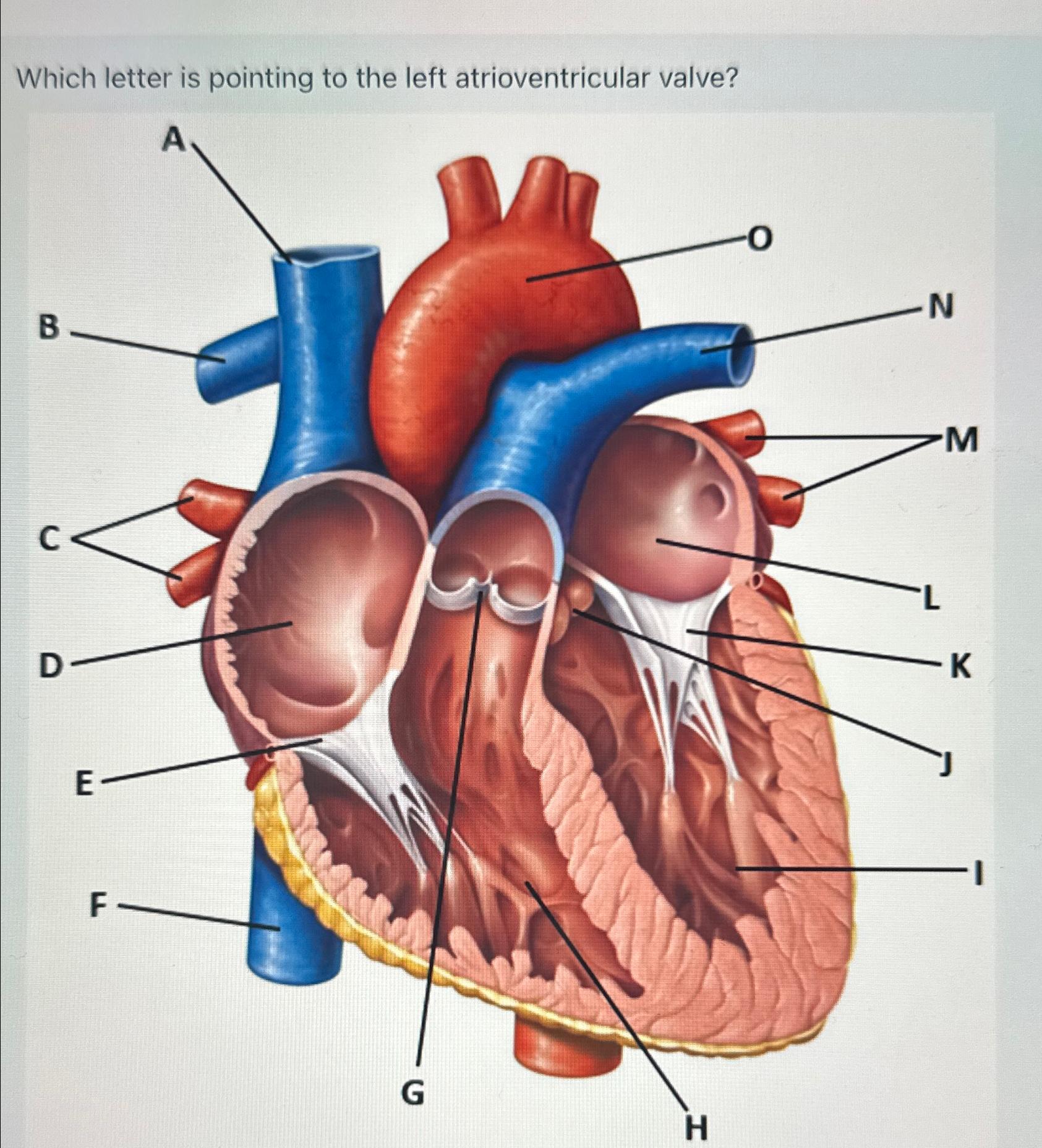Solved Which letter is pointing to the left atrioventricular | Chegg.com
