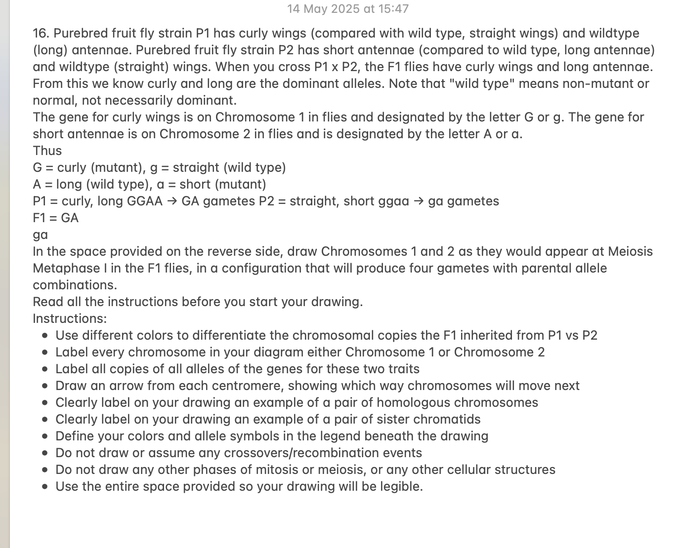 Solved 16. ﻿Purebred fruit fly strain P1 ﻿has curly wings | Chegg.com