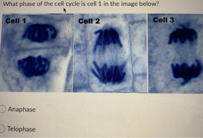 Solved What phase of the cell cycle is cell 1 in the image | Chegg.com
