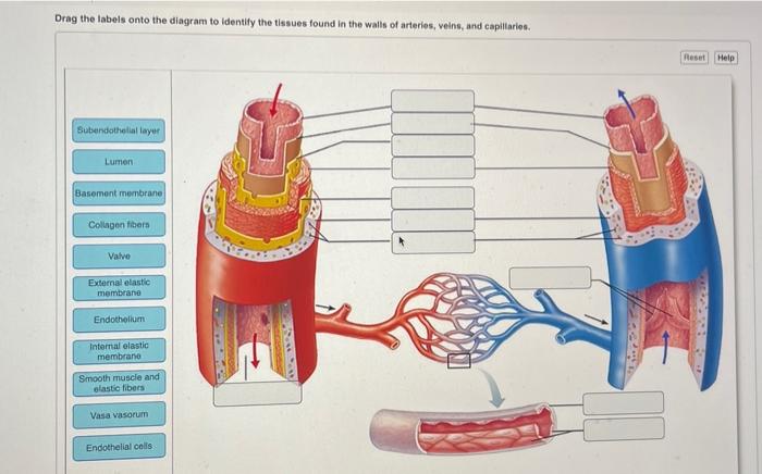 Solved Drag the labels onto the diagram to identify the | Chegg.com