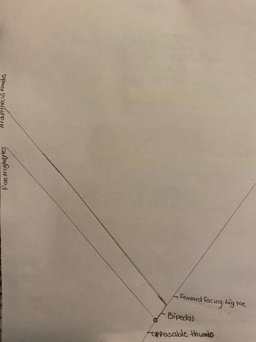Solved construct a cladogram using the following species and | Chegg.com