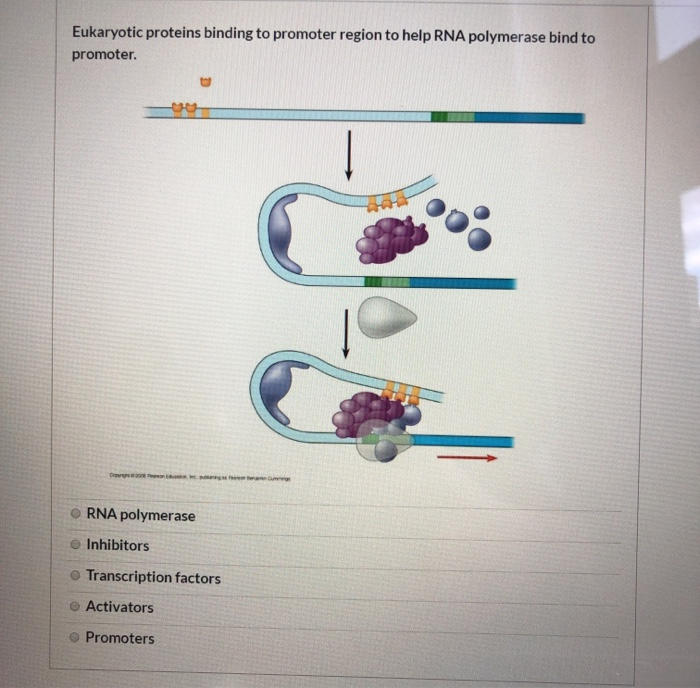 Solved Eukaryotic proteins binding to promoter region to | Chegg.com