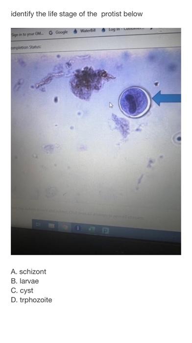 Solved Identify the life stage of the protist below. The | Chegg.com