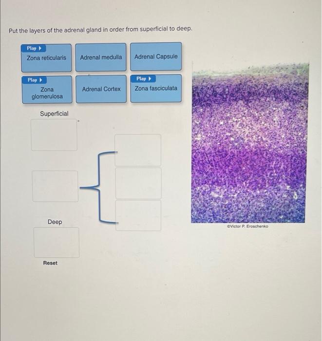 Solved Put the layers of the adrenal gland in order from | Chegg.com