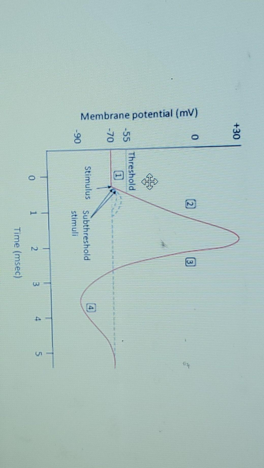 Membrane potential | Chegg.com