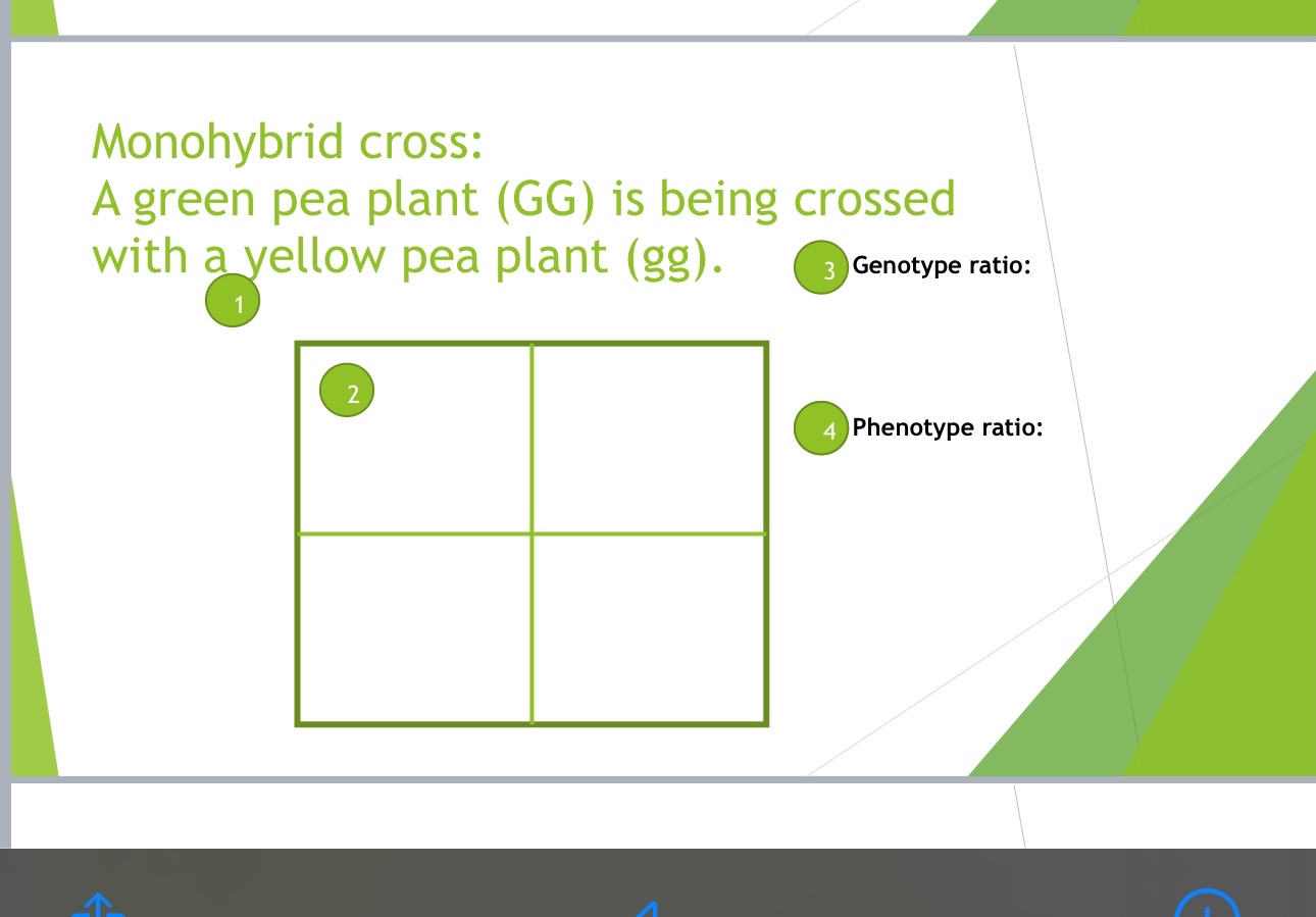 Solved 6:10all 56%47Plant Punnett SquareDoneMonohybrid | Chegg.com