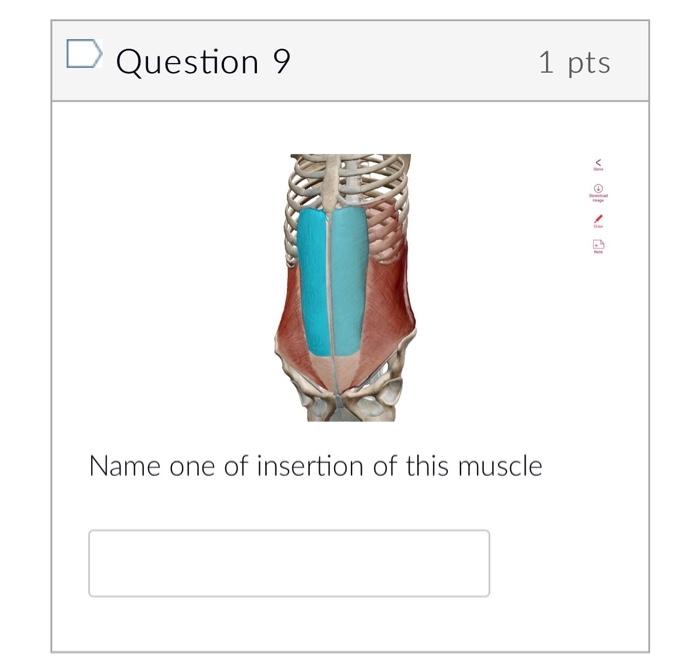 Solved Name one origin of this muscle Question 8 1 pts Name | Chegg.com