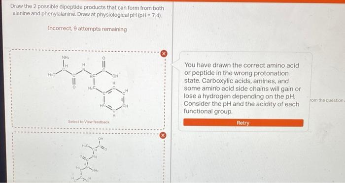 Solved Draw the 2 possible dipeptide products that can form | Chegg.com