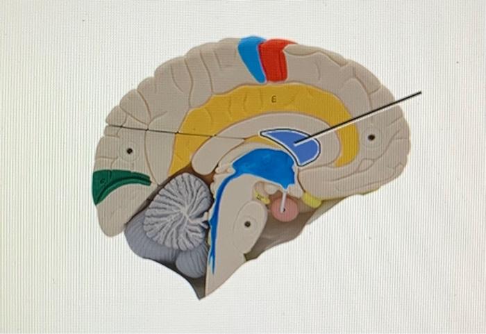 Solved Which structure is highlighted and indicated by | Chegg.com