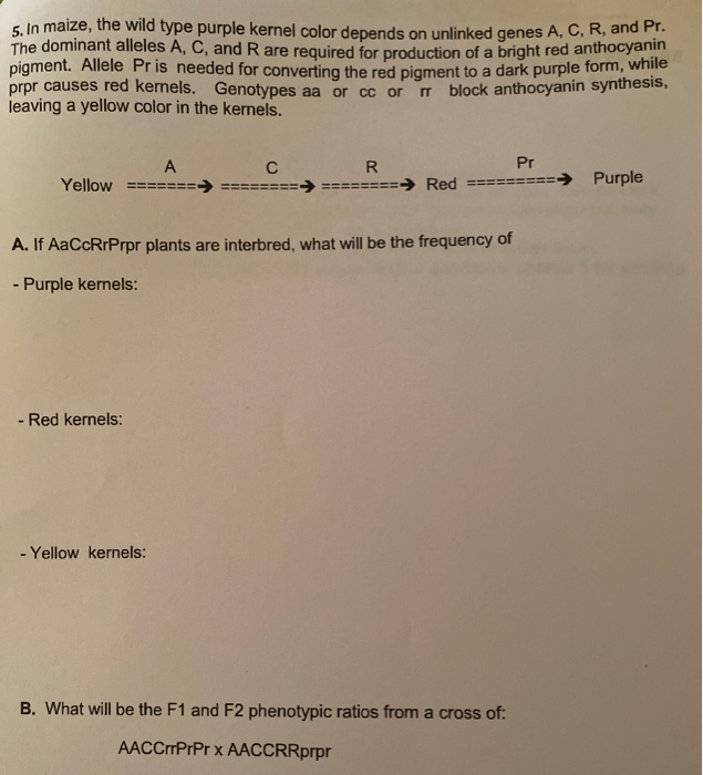 Solved 5. In maize, the wild type purple kernel color | Chegg.com