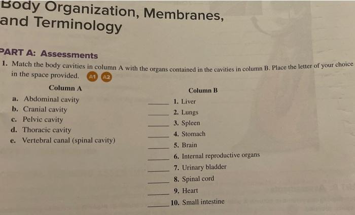 Solved Body Organization, Membranes, and Terminology PART A: | Chegg.com