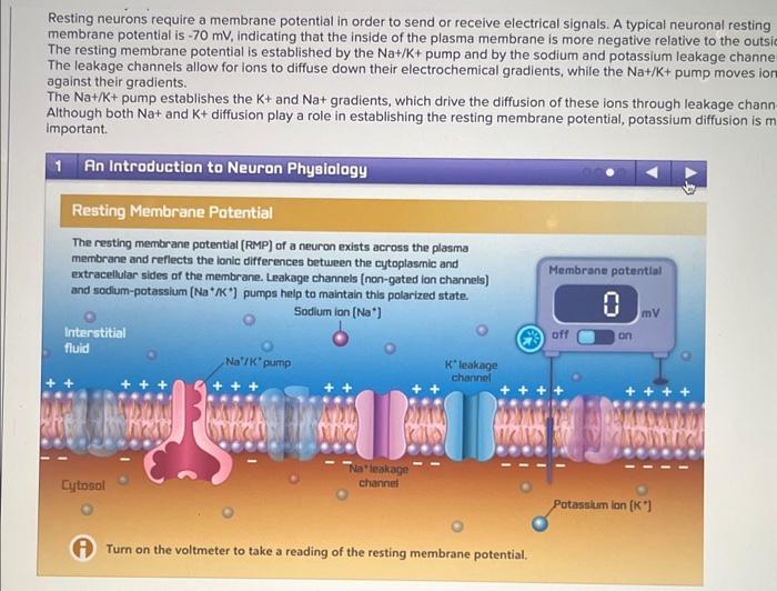 Solved Required information Neuron Anatomy and Resting | Chegg.com
