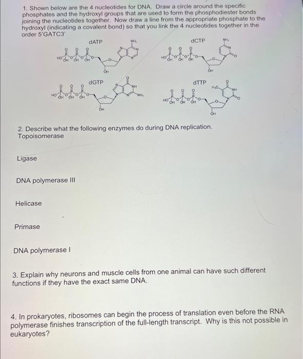 Solved 1. Shown below are the 4 nucleotides for DNA. Draw a | Chegg.com