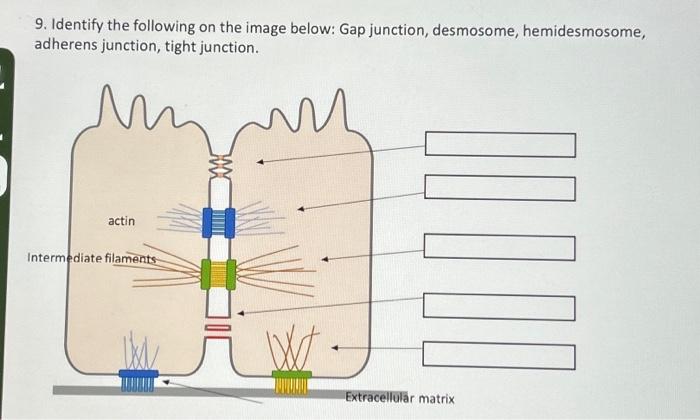 Solved 9. Identify the following on the image below: Gap | Chegg.com